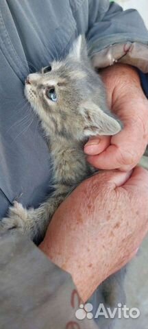 Котеночек в добрые руки бесплатно