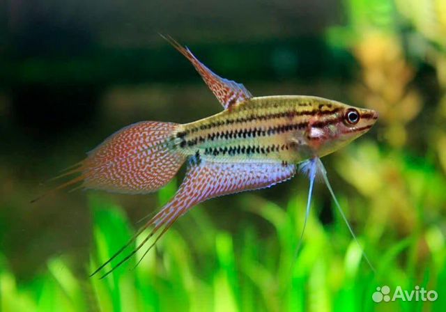 Гурами ворчащий