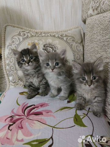 Отдам котят в добрые руки