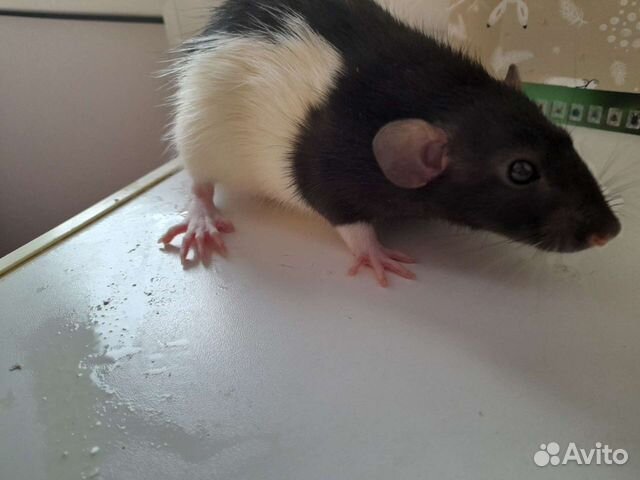 Декоративная крыска