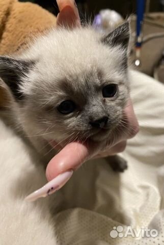 Котята невские маскарадные