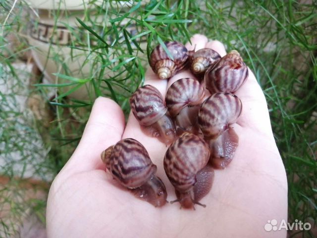 Улитки ахатины