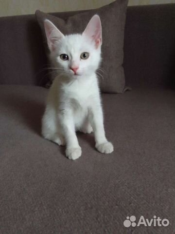 Котёнок