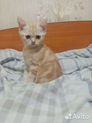 Шотландские котята