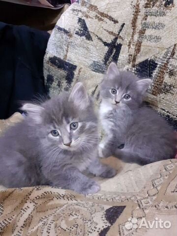 Котята