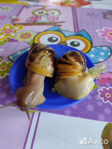Улитки ахатины