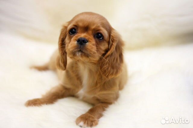 Кавалер Кинг Чарльз спаниель малыши рубин