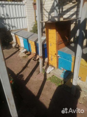 Продам пчелосемьи Карпатской порода