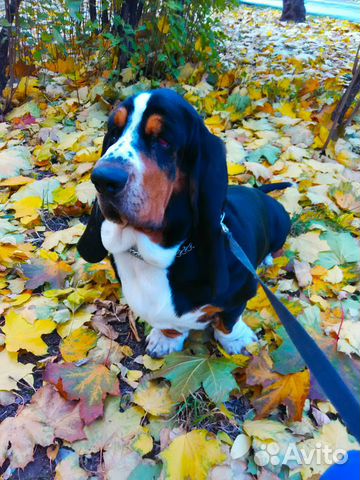 Кабель Бассет Хаунд 3 года ищем девочку для вязки