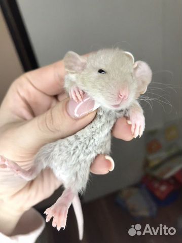 Крысята дамбо вельветин. Девочка