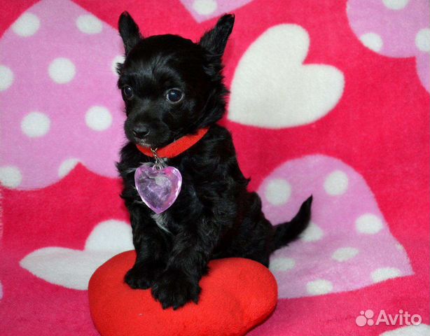 Китайская хохлатая пуховые щеночки