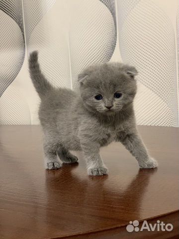 Шотландские котята (Scottish fold и straight)
