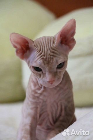 Донской сфинкс котята