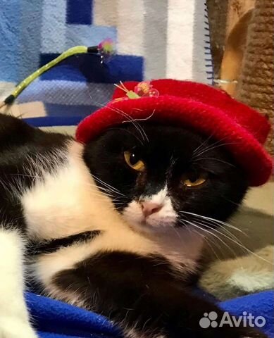 Котенок в добрые руки