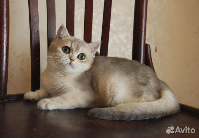 Никуся - голубая золотая девочка в разведение