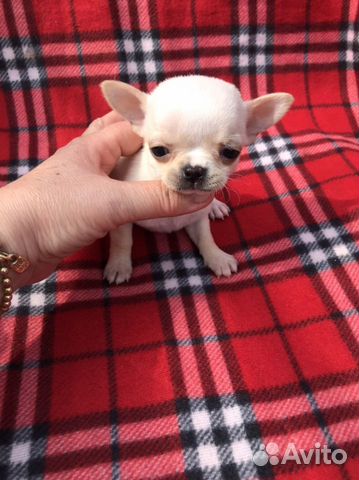 Кукольная чишка