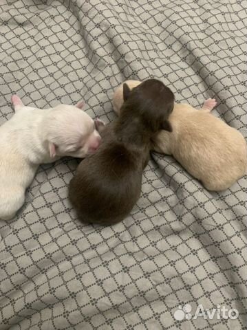 Щенки чихуахуа мини