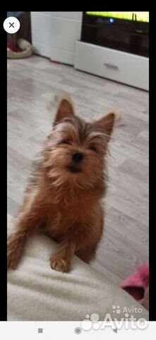 Йоркширский шпиц