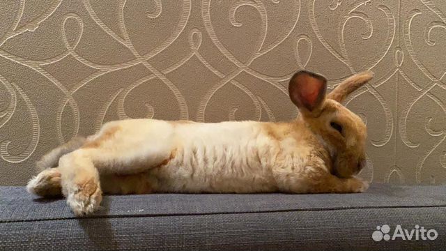 Кролик в добрые руки