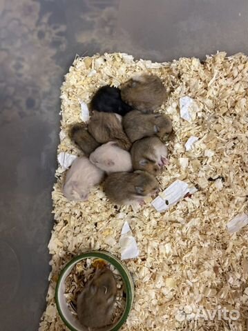 Сирийский хомячок