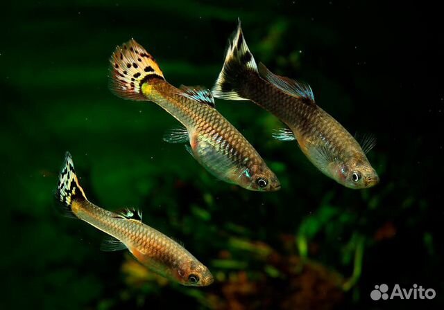 Гуппи обыкновенные