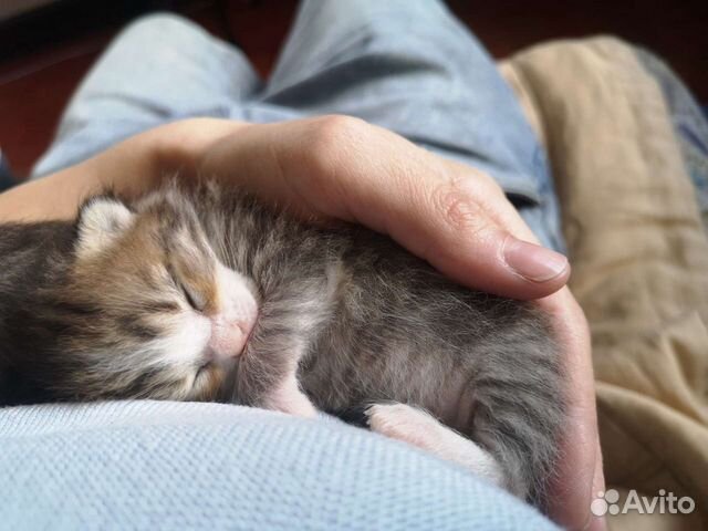 Отдам котят в добрые руки