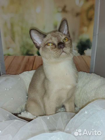 Бурманские котята девочка