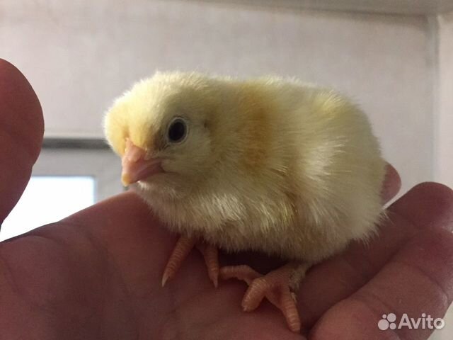 Суточные цыплята несушки