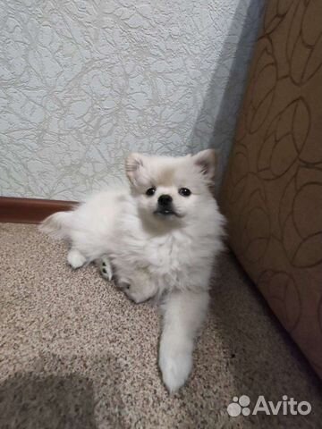 Шпиц