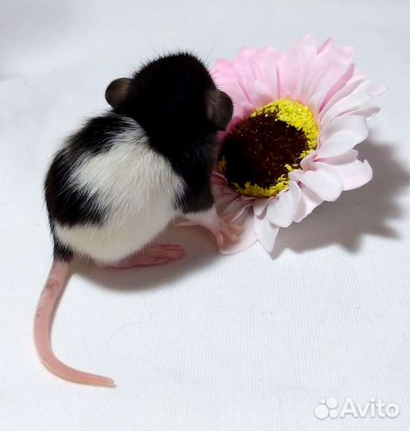 Крысята малыши от ratlove13.85