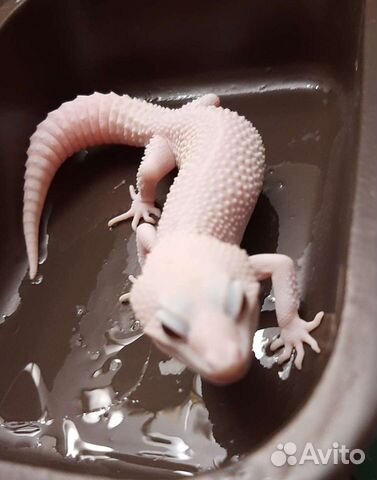 Эублефар дьябло бланко