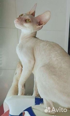 Корниш-рекс девочка