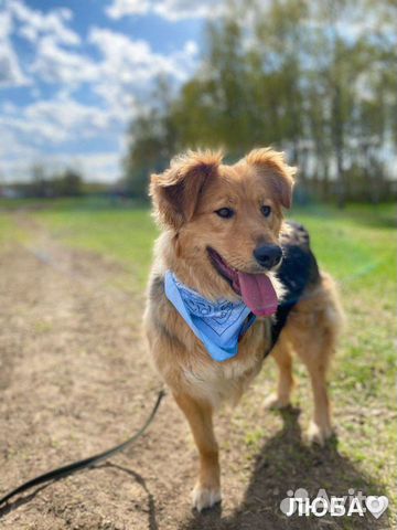 Собака-мечта в добрые руки