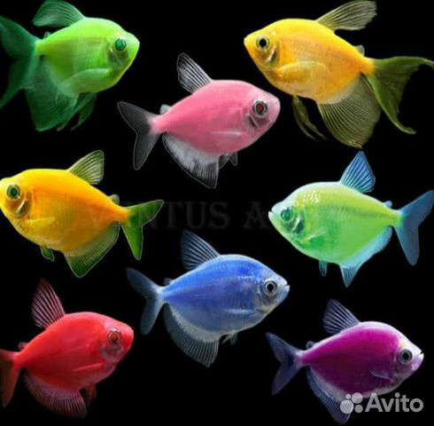 Рыбки аквариумные