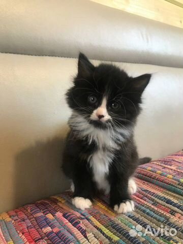 Маленькая кошечка в добрые руки