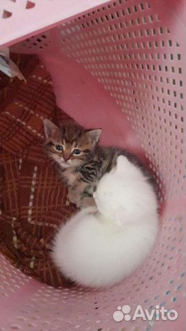 Кошка в дар