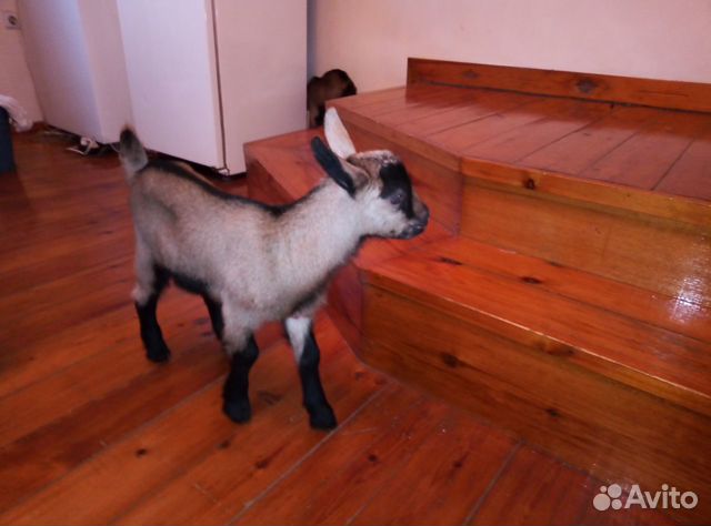 Козлята, козы, бык