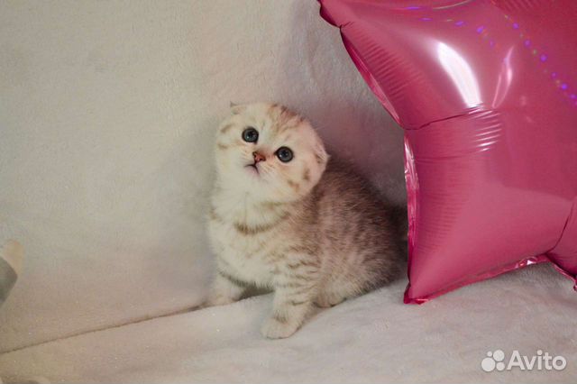 Шотландские котята вискас