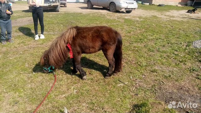 Пони шотланской породы цена договарная