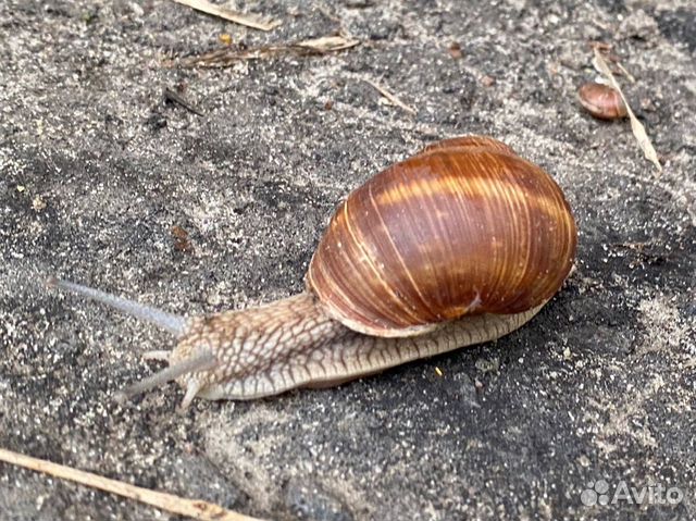 Bio Виноградные Улитки