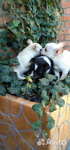 Продам собачек чихуахуа