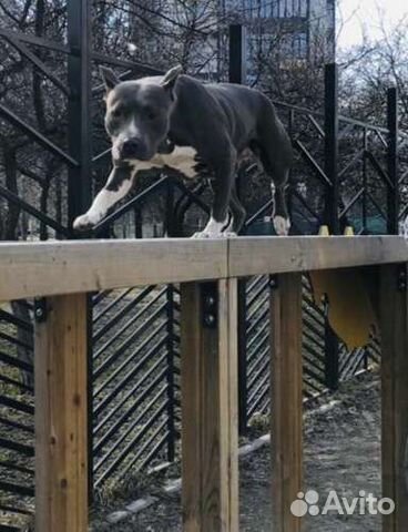 Стаффордширский терьер щенки