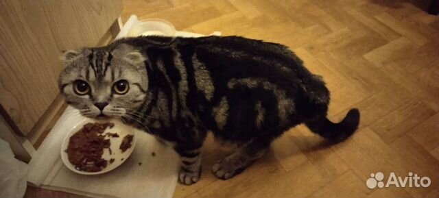 Шотландская вислоухая кошка