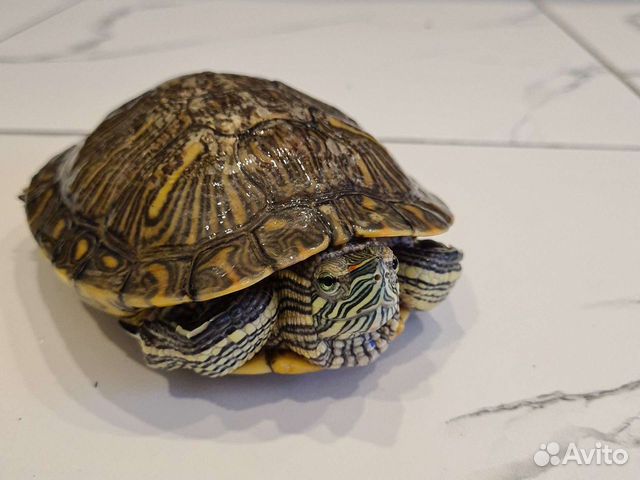 Красноухая черепаха