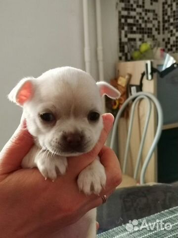 Щенки чихуахуа девочки