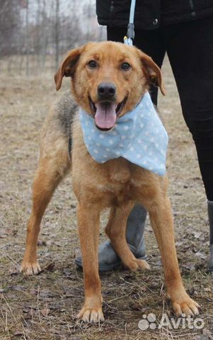 Собака в добрые руки, Баффи очень хочет домой