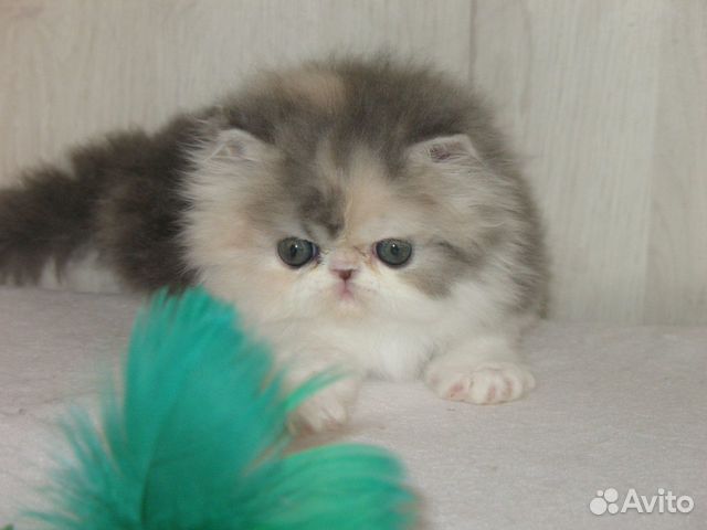 Персидская кошечка