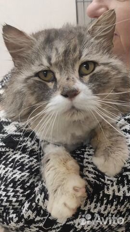 Кот "сибиряк"