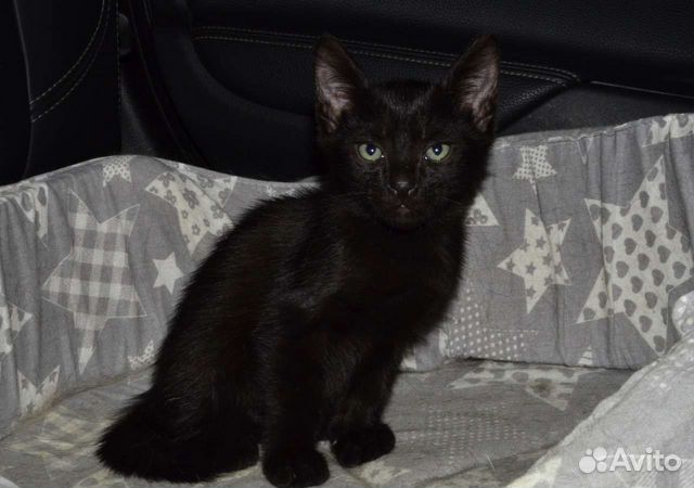 Чёрный котёнок в добрые руки