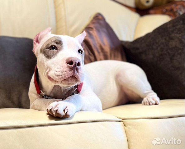 Американский питбуль